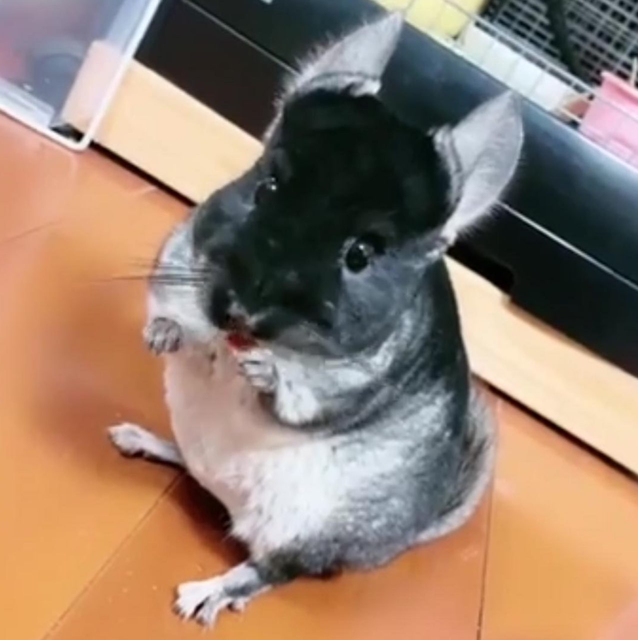 17 Liveで放送中のランキング | ミックスランキング